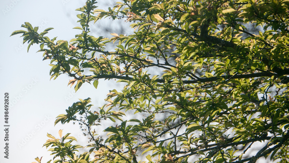 Ramas con hojas verdes Stock Photo | Adobe Stock