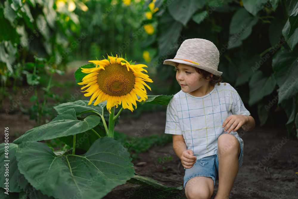 Happy little boy walking in field of sunflowers. Child playing with big ...