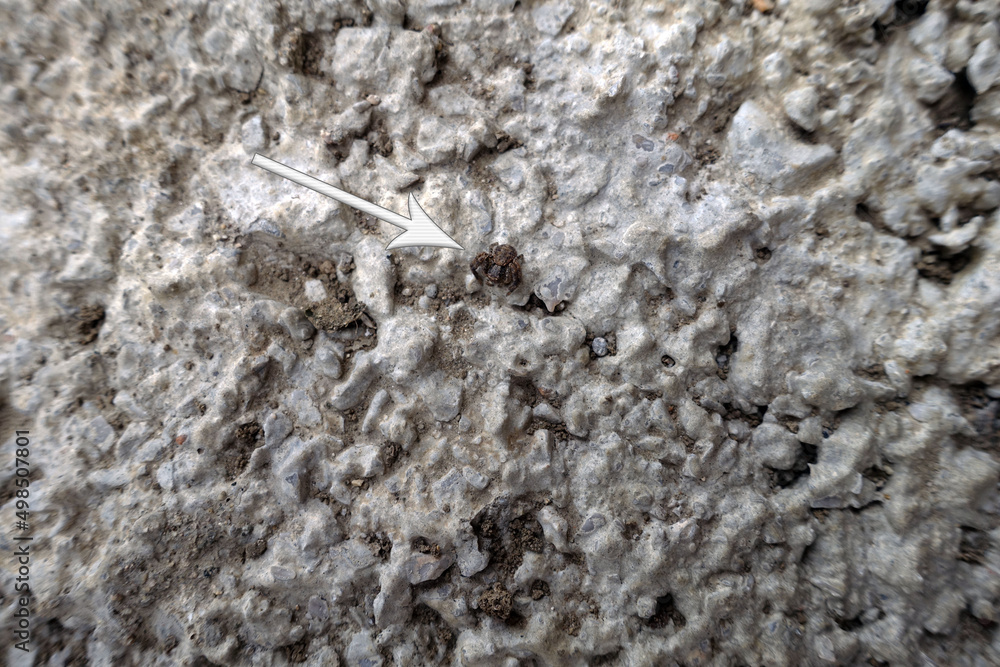 Venom tiny spider that hides itself on the ground, the spider that ...