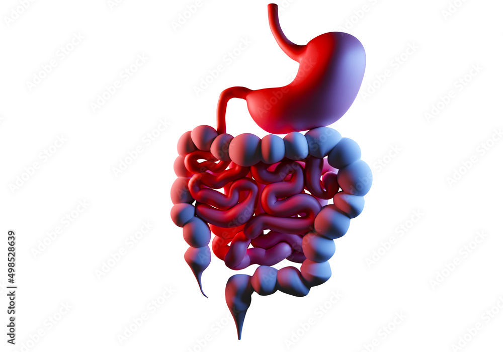 Gastrointestinal System 3d
