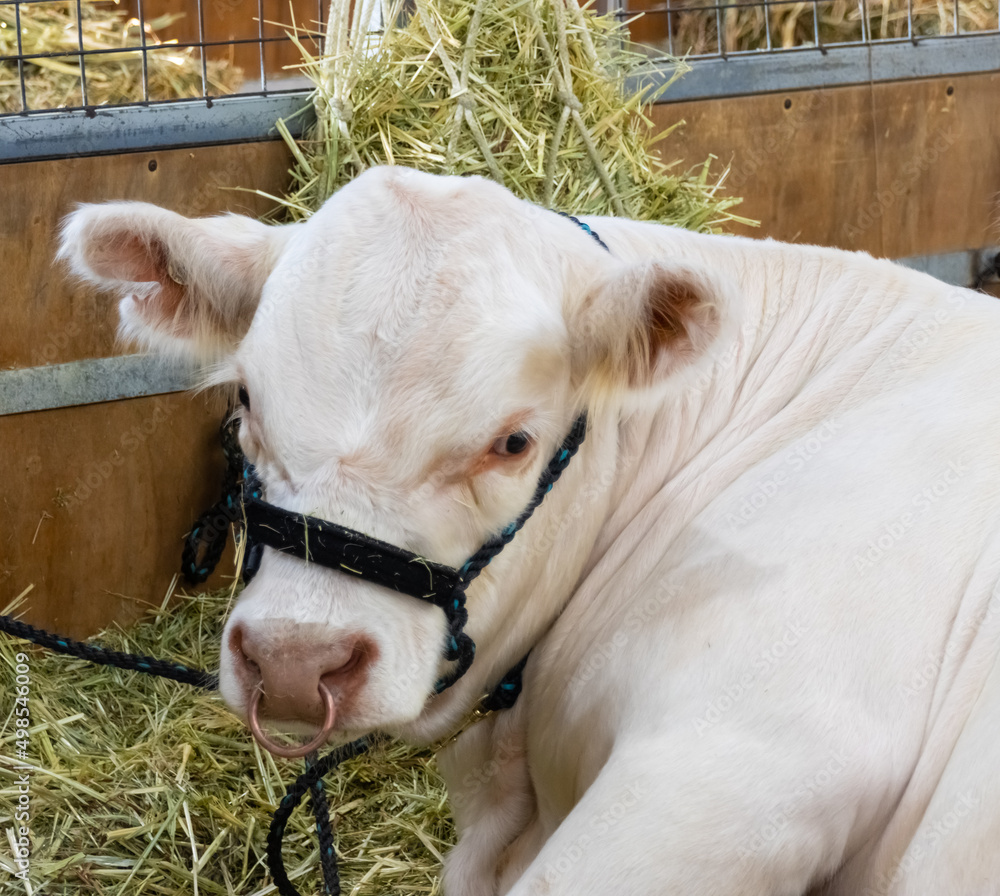 lovely farm cow at Royal Sydney Easter Show. lovely colours raised for ...