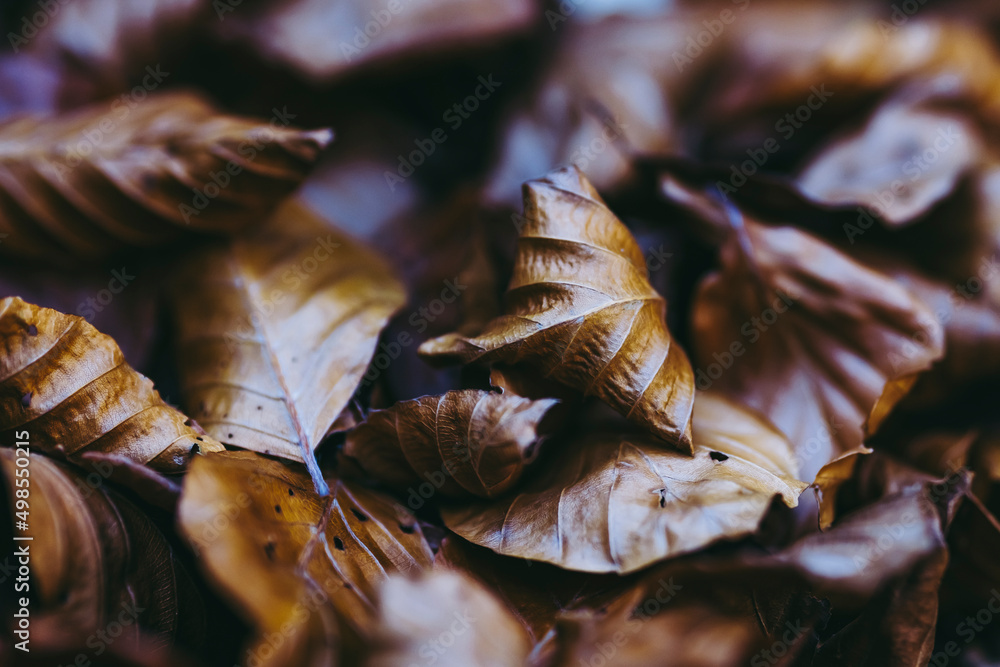 Feuilles d'automne tombées au sol dans la forêt - Arrière plan ambiance ...