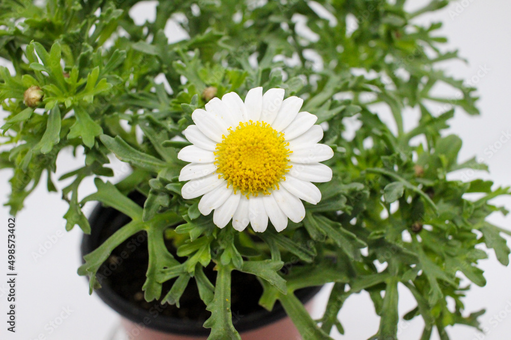 Chrysanthemum, spring flower, plant, Leptospermum scoparium ...