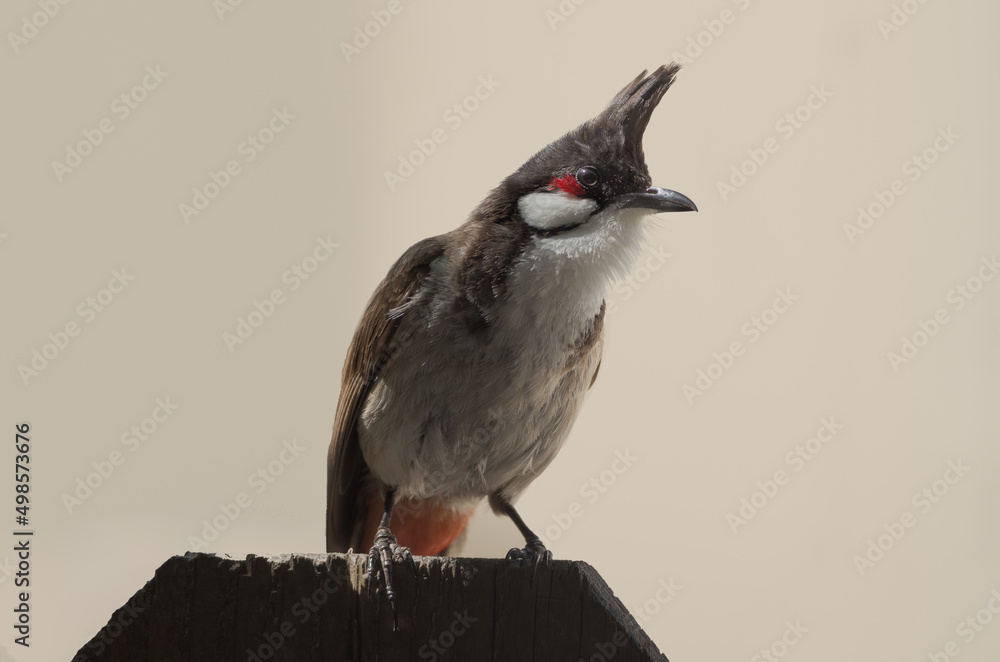 Image of a Red-whiskered Bulbul, Pycnonotus jocosus, shown standing on ...