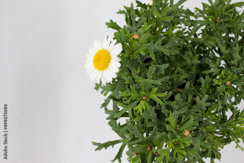 Foto de Chrysanthemum, spring flower, plant, Leptospermum scoparium ...