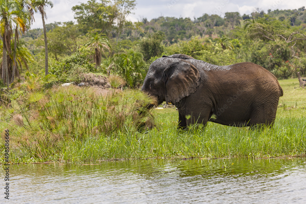 Old Elephant Bull munching shoreline grass Stock Photo | Adobe Stock