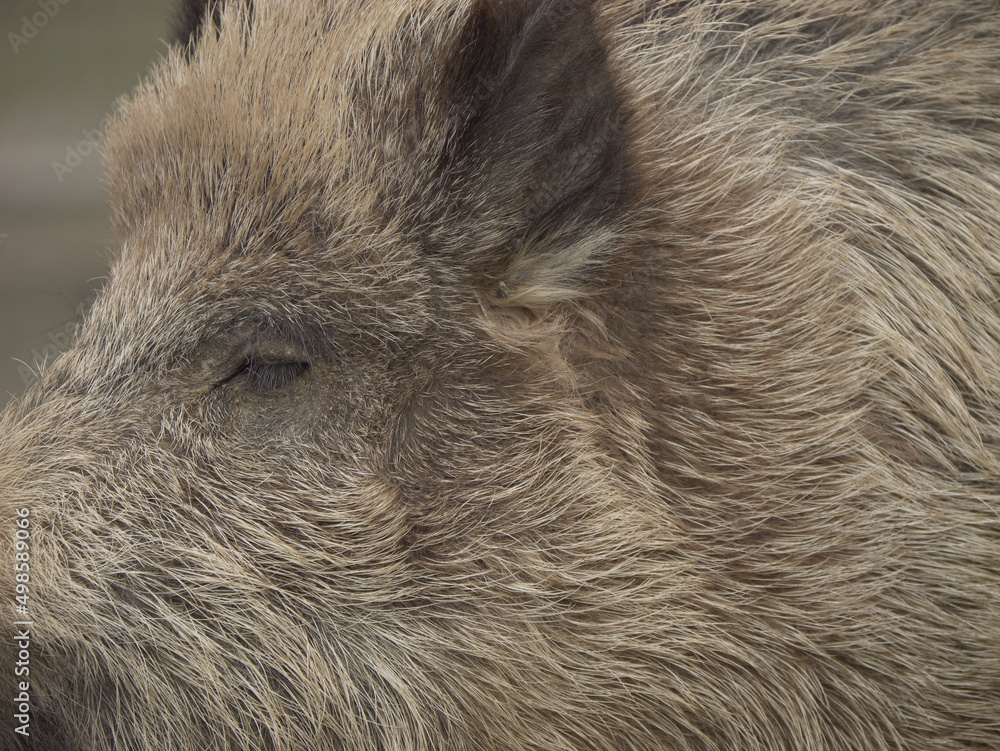 Closeup of a wild boar's (Sus scrofa) face with the eye closed in a zoo ...