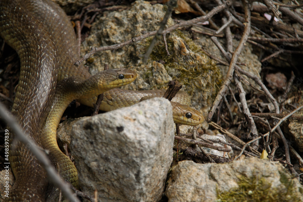 Aesculapian snake (Zamenis longissimus) male combat, male reptiles ...