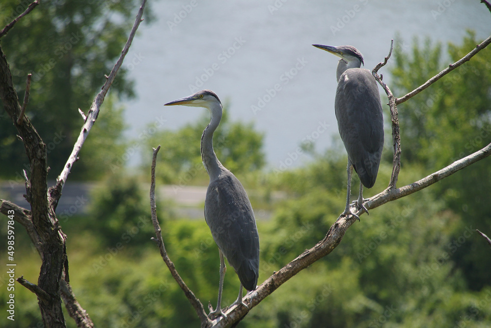 Great heron (Ardea cinerea) sitting on the tree. Vltava river, birds of ...