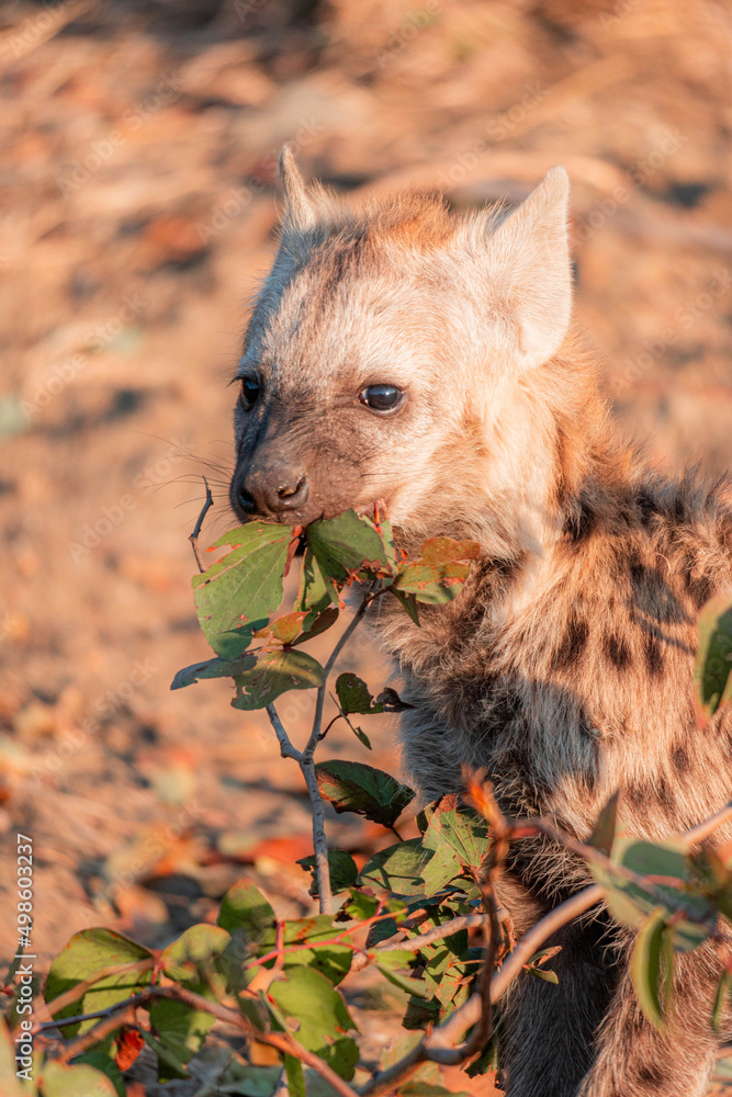 Hyena Diet