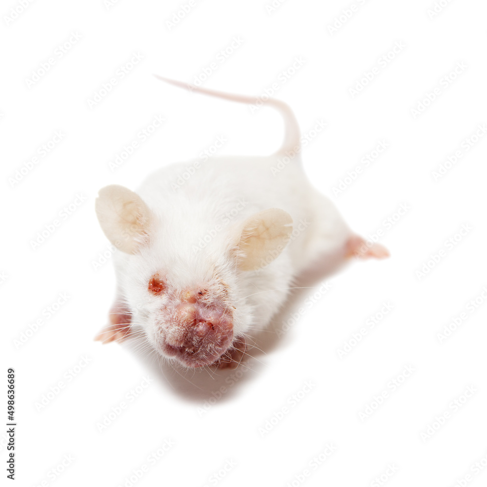 White laboratory mouse with a swollen muzzle on a white background ...