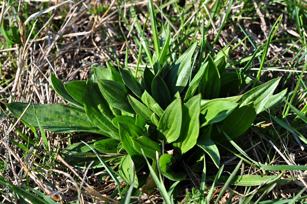 Plantain is a flowering plant with green leaves. Plantain is a ...