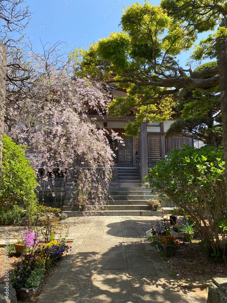 Beautiful sakura blossom tree before the temple house, Japanese ancient ...