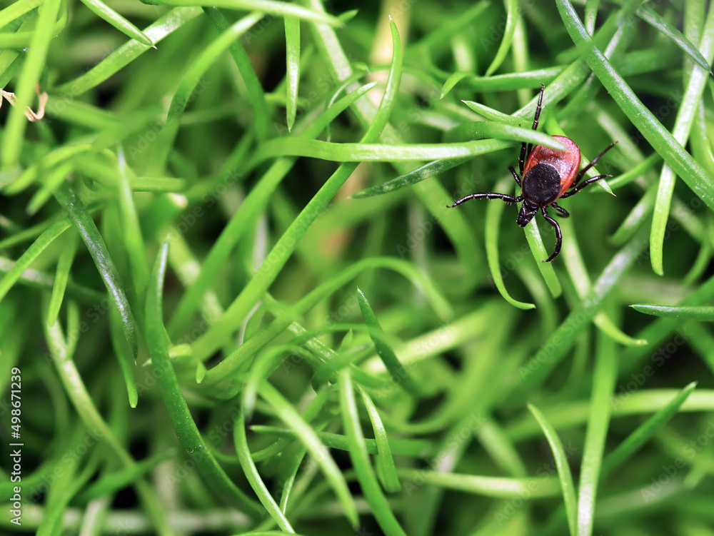 Deer tick or Ixodes scapularis crawling on green grass, top view ...