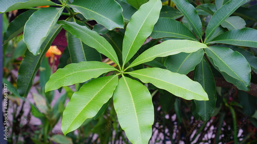 Pulai leaf is the name of a tree with the botanical name Alstonia ...