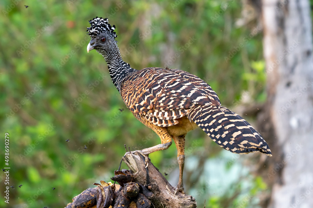 The great curassow (Crax rubra) is a large, pheasant-like bird from the ...