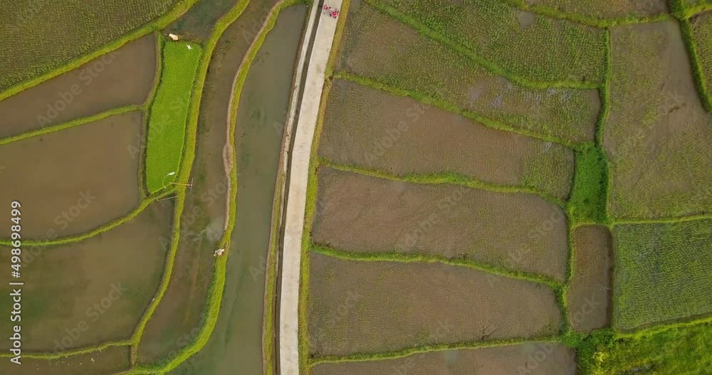 Aerial view of terraced rice fields in Magelang, Indonesia. overhead ...