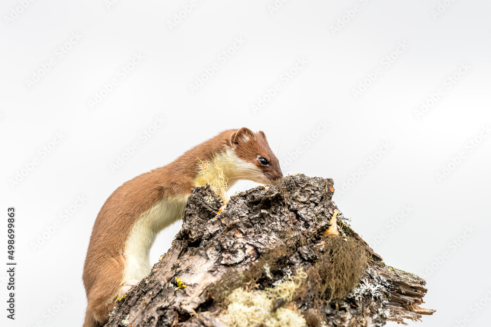 Stoat short tailed weasel wildlife portrait outdoors in nature. Stock ...
