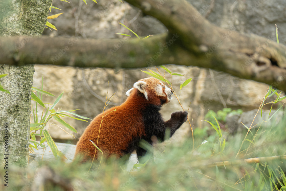 panda roux qui mange Stock Photo | Adobe Stock