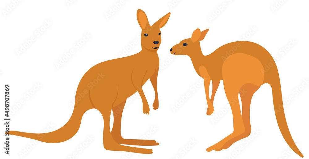 kangaroo flat design, isolated, vector Stock Vector | Adobe Stock