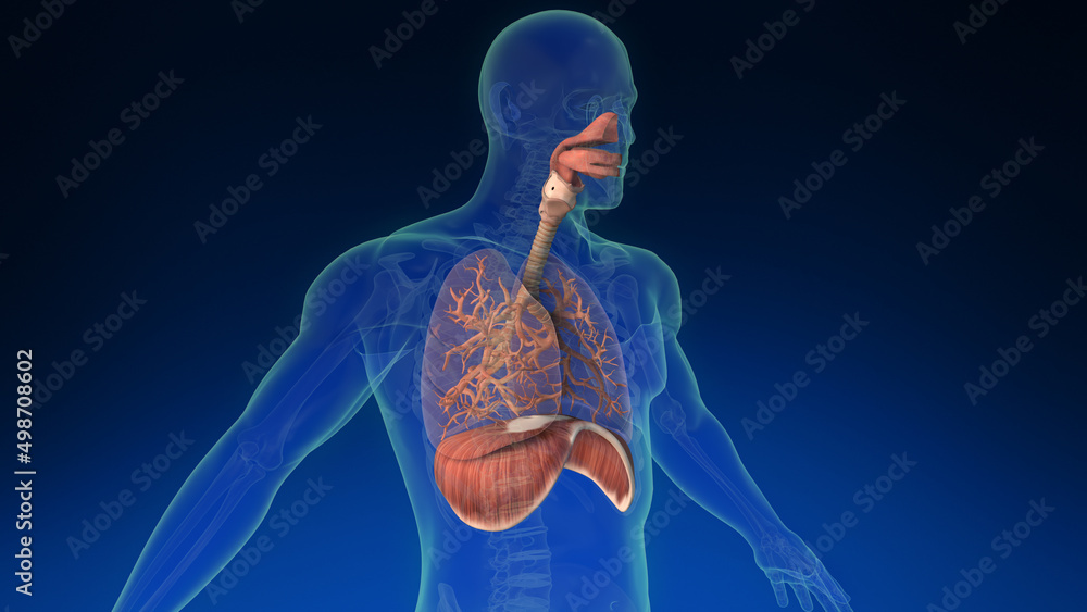 3d human lung inside human body with its parts visible. Medically ...