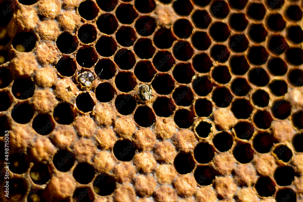 panal abejas. Apicultor controlando la colmena. Abejas, crianza, par ...