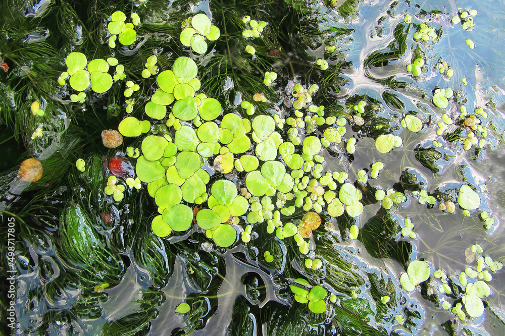 Lemna minor, the common duckweed or lesser duckweed, is a species of ...