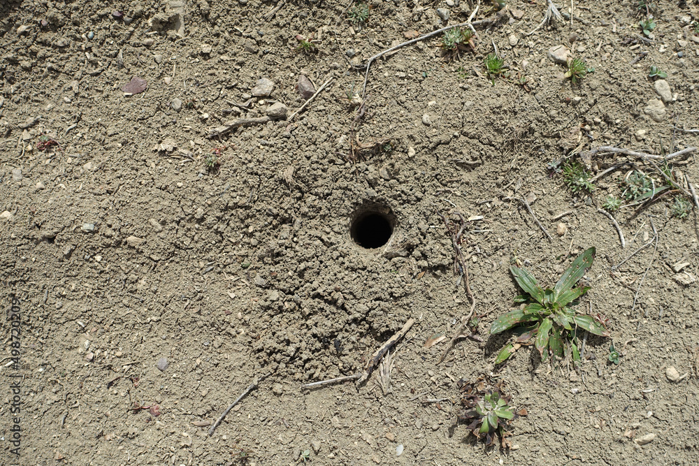 natural animal nests in nature, nests in the soil formed by large ...