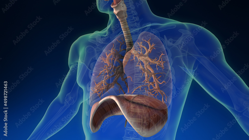 3d human lung inside human body with its parts visible. Medically ...