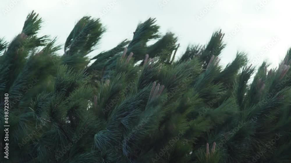 The wind blows the tops of the pines. Close-up of green pine branches ...