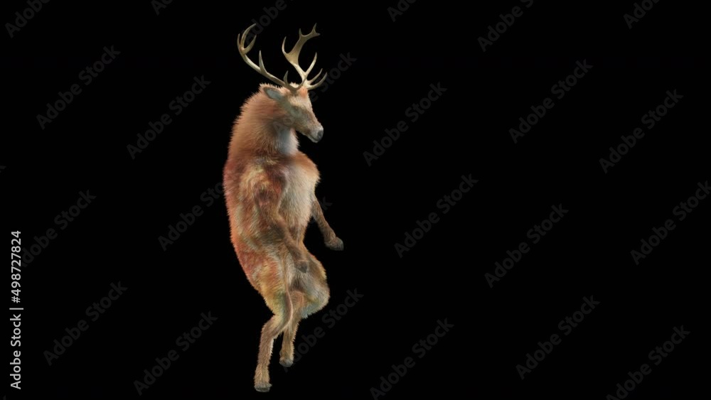 Vidéo Stock Deer Dancing CG fur 3d rendering animal realistic CGI VFX Animation Loop composition ...