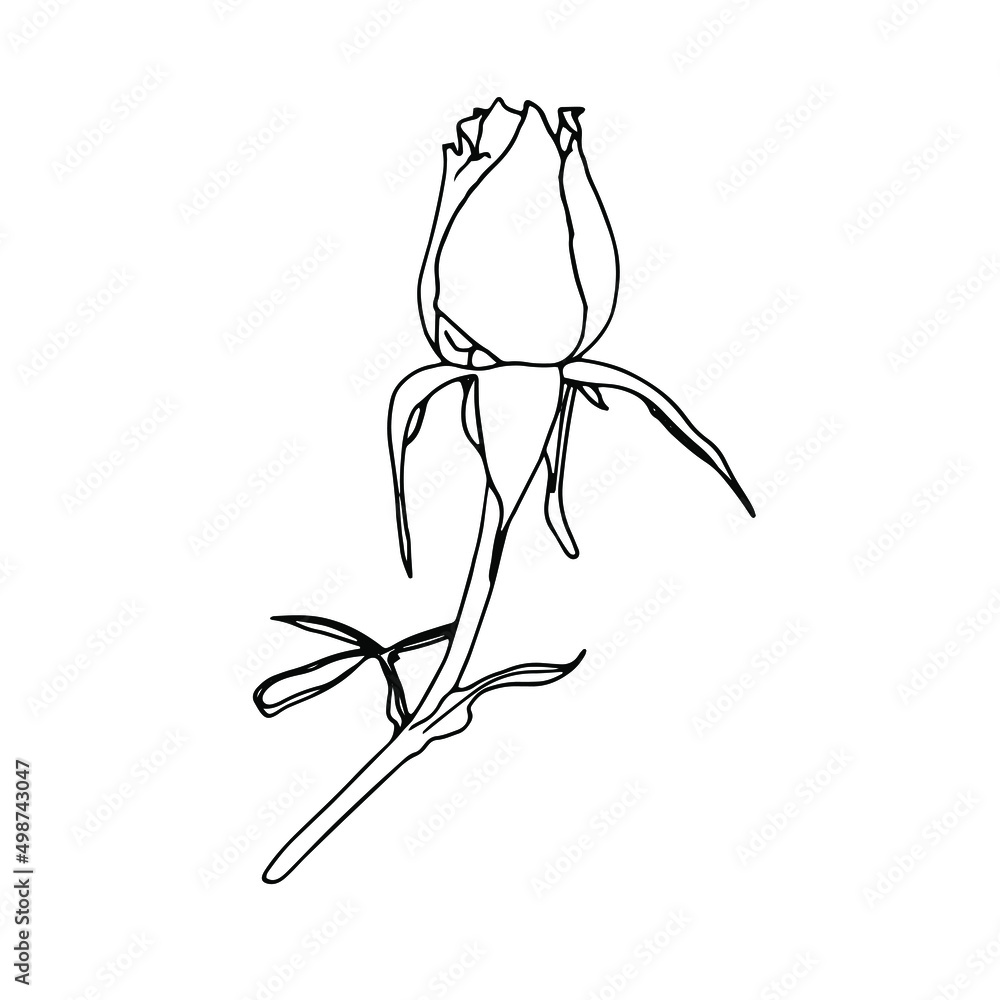 Rose drawing vector using continuous single one-line art style isolated ...