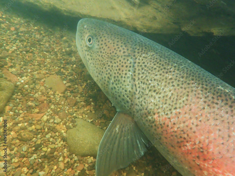 Phantom fish Ito in eastern Hokkaido Stock Photo | Adobe Stock