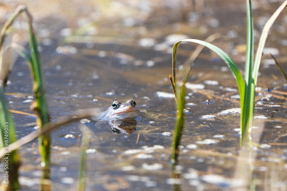 Blue Frog - Frog Arvalis on the surface of a swamp. Photo of wild ...