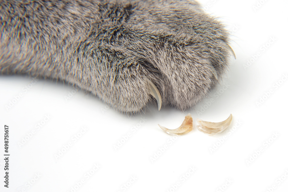 molting and replacing the claws of the cat paws. mammalian veterinary ...