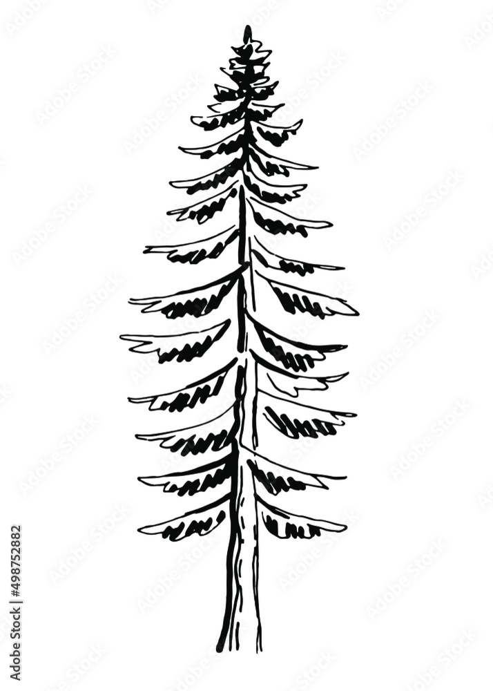 Spruce. Black and white illustration. Vector clipart. Hand-drawn Stock ...