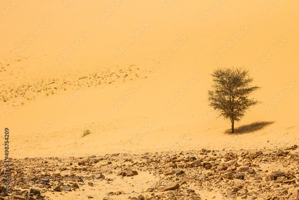 Lonely tree in the Sahara desert among sand and mountains, Algeria foto ...