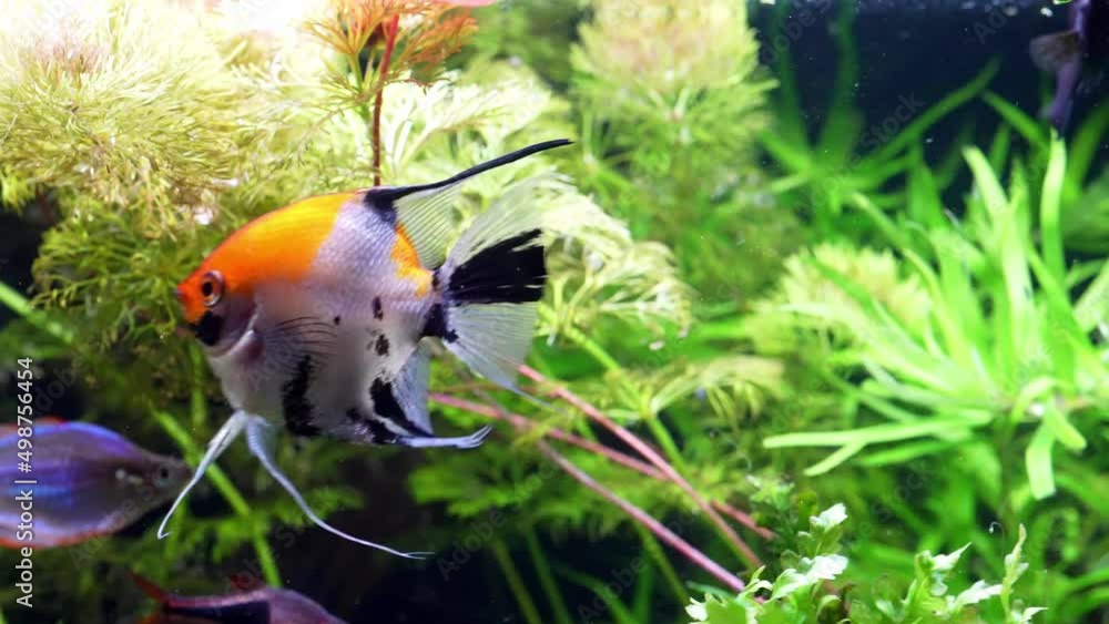 Pterophyllum scalare, most commonly referred to as angelfish or ...