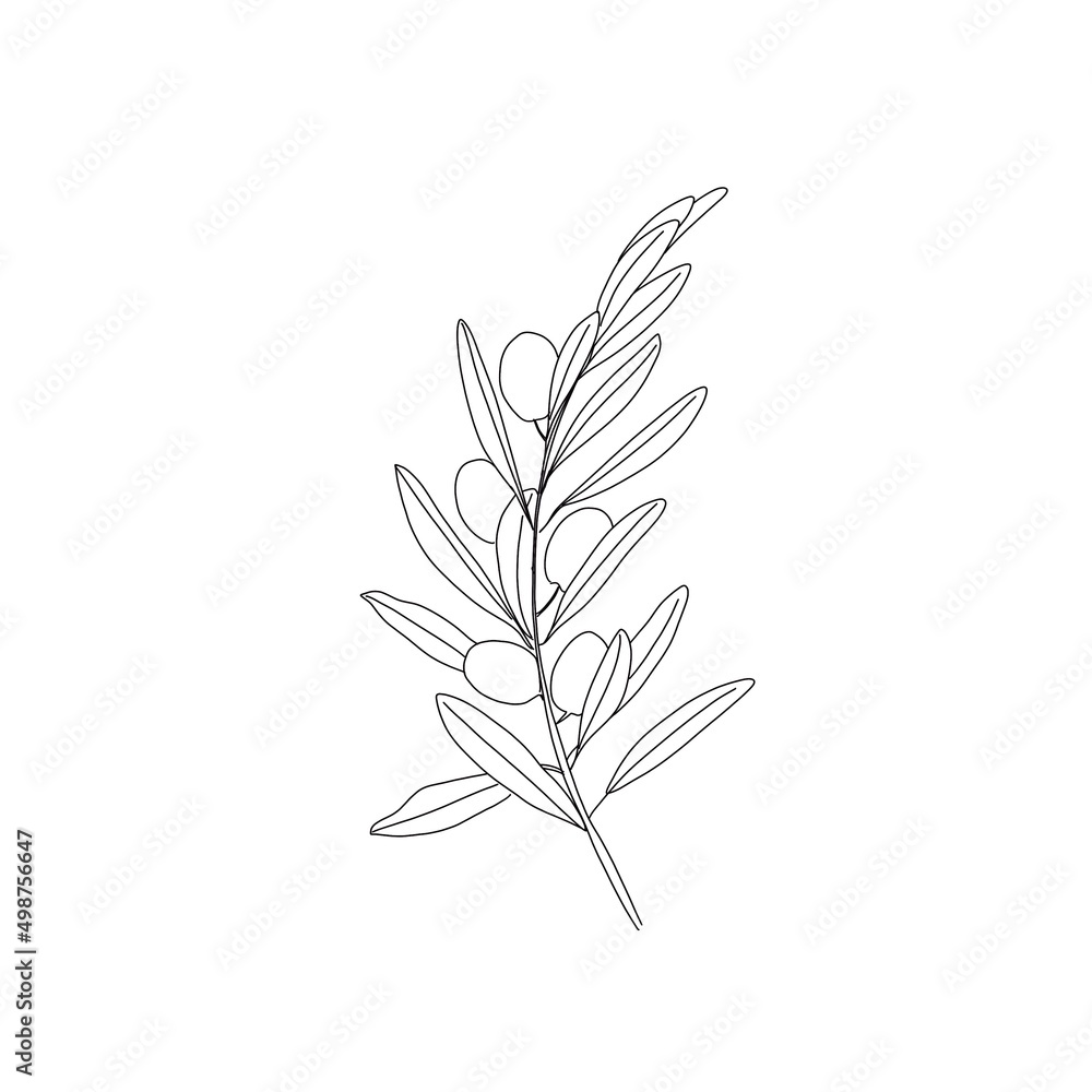 Olive Branch, Simple Line Art, Olive Tree, Olives, Line Drawing for ...