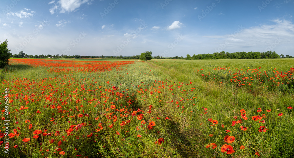 Ukraine Poppy Buds