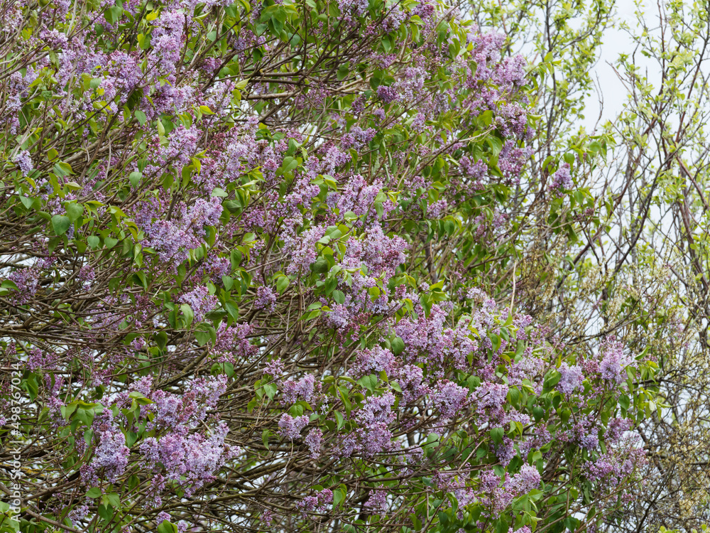 Syringa vulgaris or common lilac with grey-brown bark furrowed of old ...