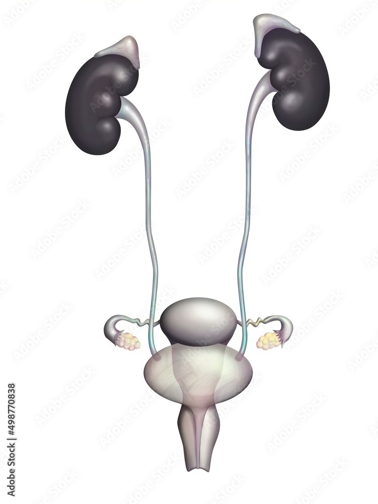 Drawing of the anatomy of the female genito-urinary tract. Stock ...
