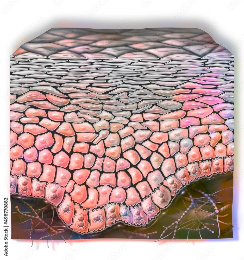 Cross section of healthy skin with layers: horny grainy. Stock ...