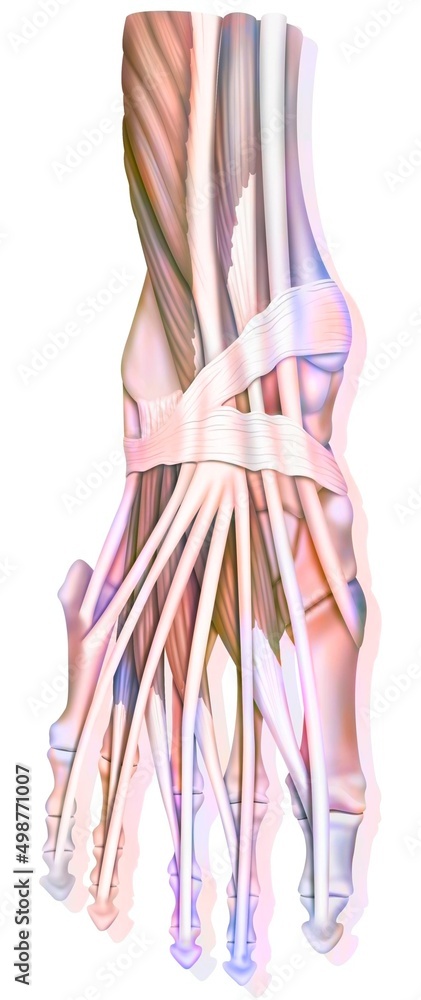 Ankle joint anatomy with muscles tendons. Stock Illustration | Adobe Stock