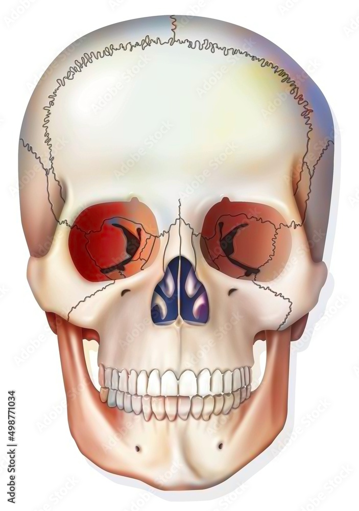 Bone system: human skull with jawbone eye sockets. Stock Illustration ...