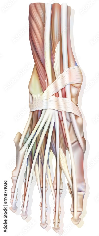 Ankle joint anatomy with muscles tendons. Stock Illustration | Adobe Stock