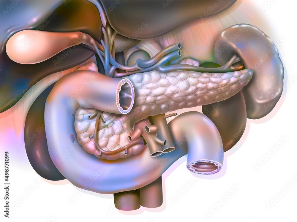 Human digestive system: Anatomy of duodeno-hepato-pancreatic block ...