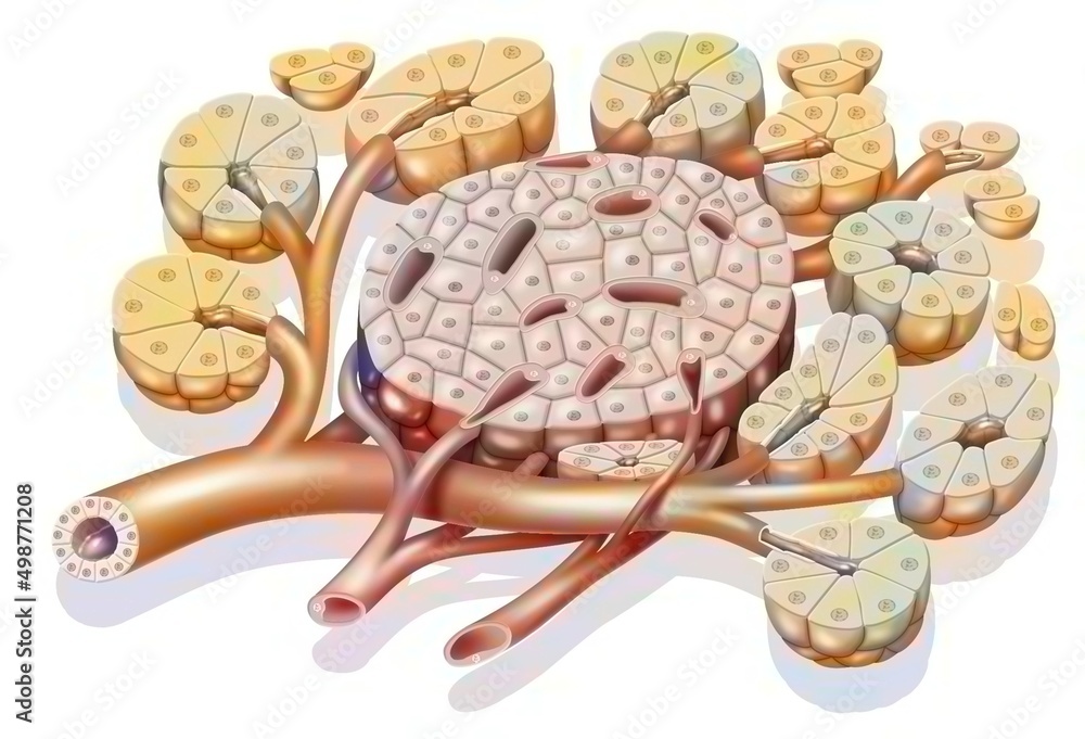 Pancreas: islets of Langerhans (clusters of cells) surrounded. Stock ...