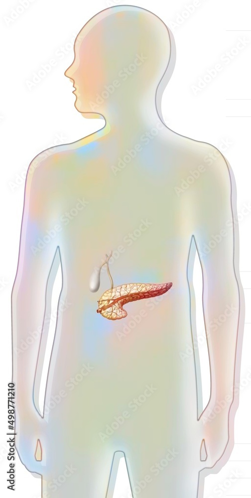 Pancreas gallbladder and common bile and pancreatic ducts. Stock ...