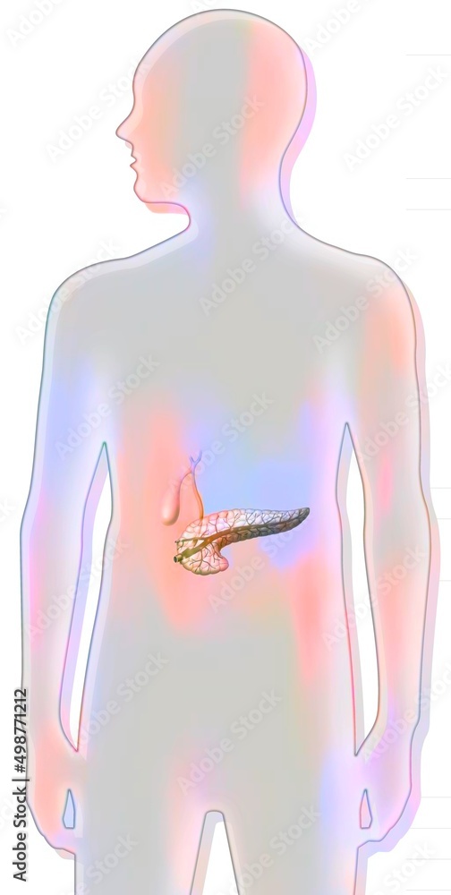 Pancreas gallbladder and common bile and pancreatic ducts. Stock ...
